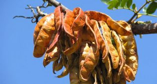 Gomma di tara - Come si usa, proprietà e consigli