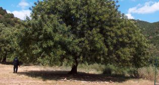 Carruba: come si mangia e proprietà del sostituto del cacao - Vegolosi.it