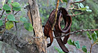 Carruba: come si mangia e proprietà del sostituto del cacao - Vegolosi.it